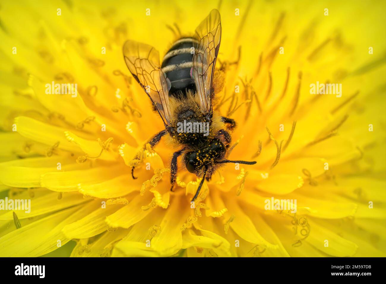 Natural closeup of the female of the Yellow-legged Mining Bee, Andrena ...