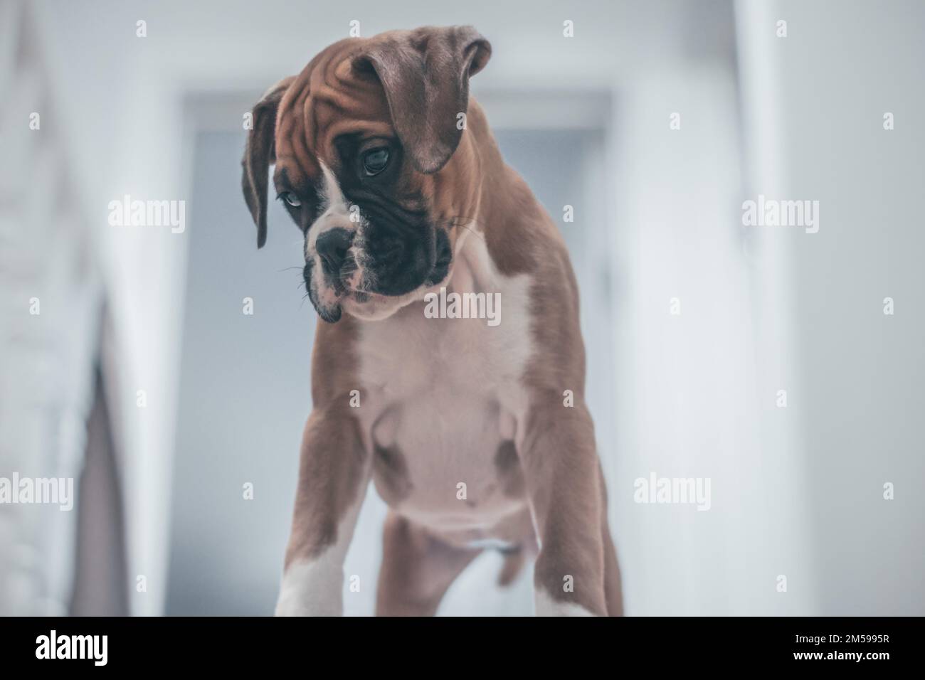 A low-angle shot of a brown boxer dog looking down Stock Photo - Alamy