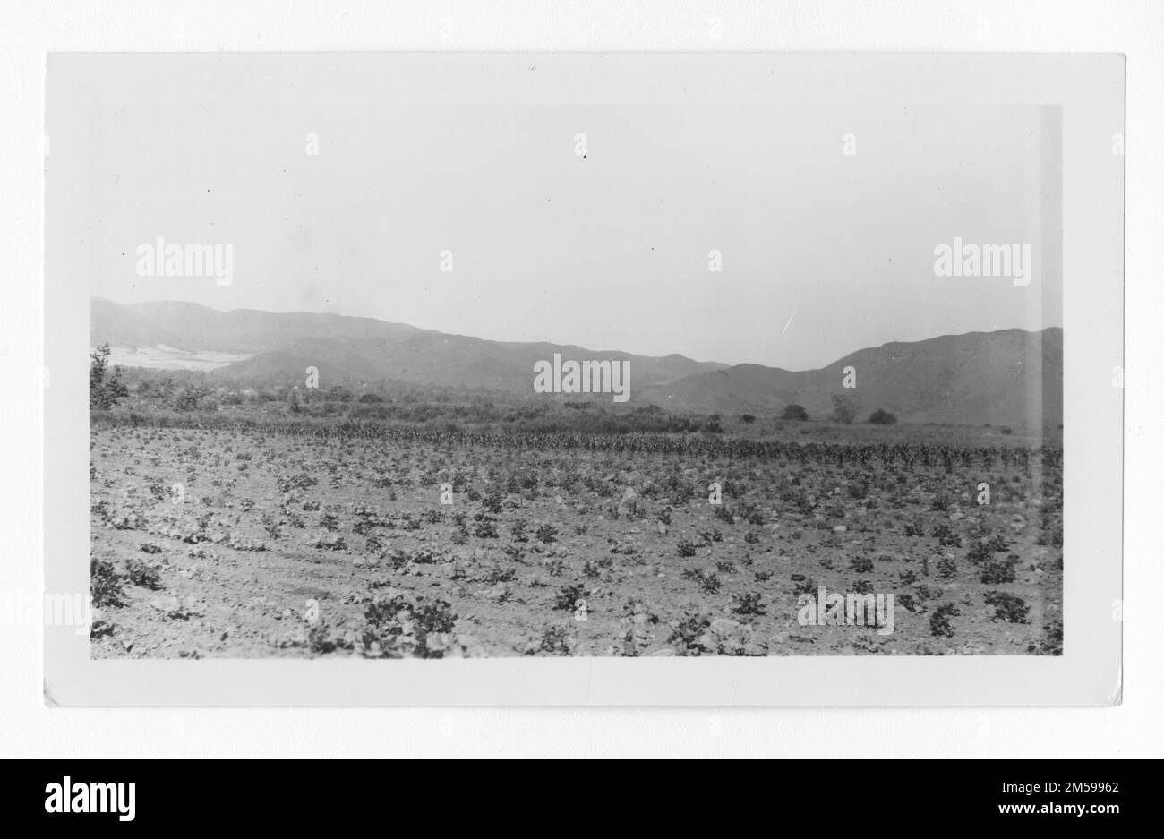Original caption: "Corn and beans on Pauma Reservation.". 1936 - 1942 ...