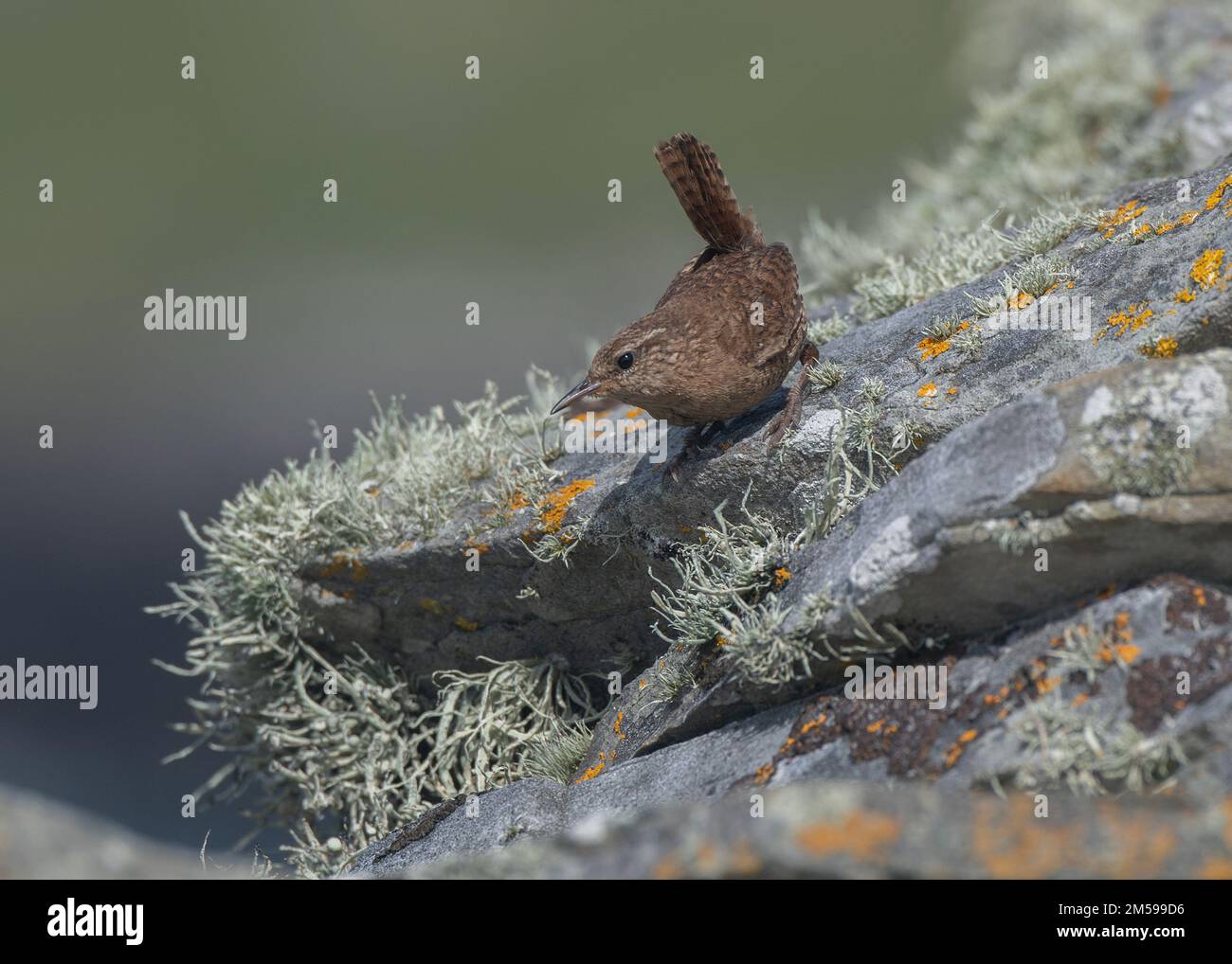 Shetland Wren, Sumburgh Head, Shetland Stock Photo - Alamy