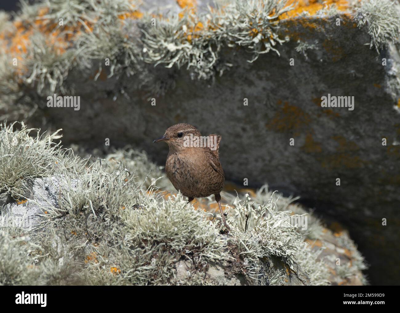 Shetland Wren, Sumburgh Head, Shetland Stock Photo - Alamy