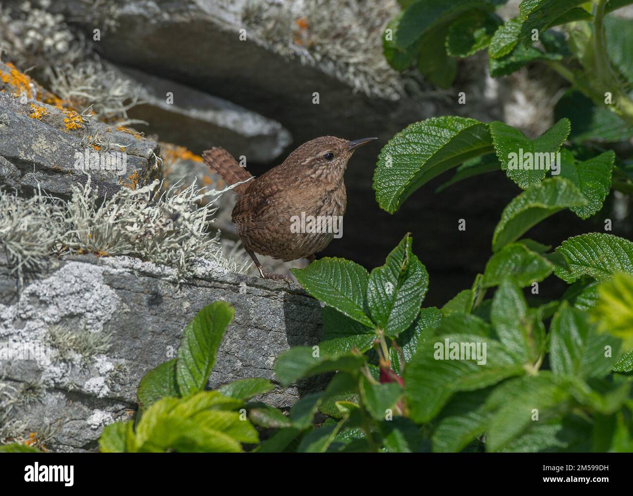 Shetland Wren, Sumburgh Head, Shetland Stock Photo - Alamy