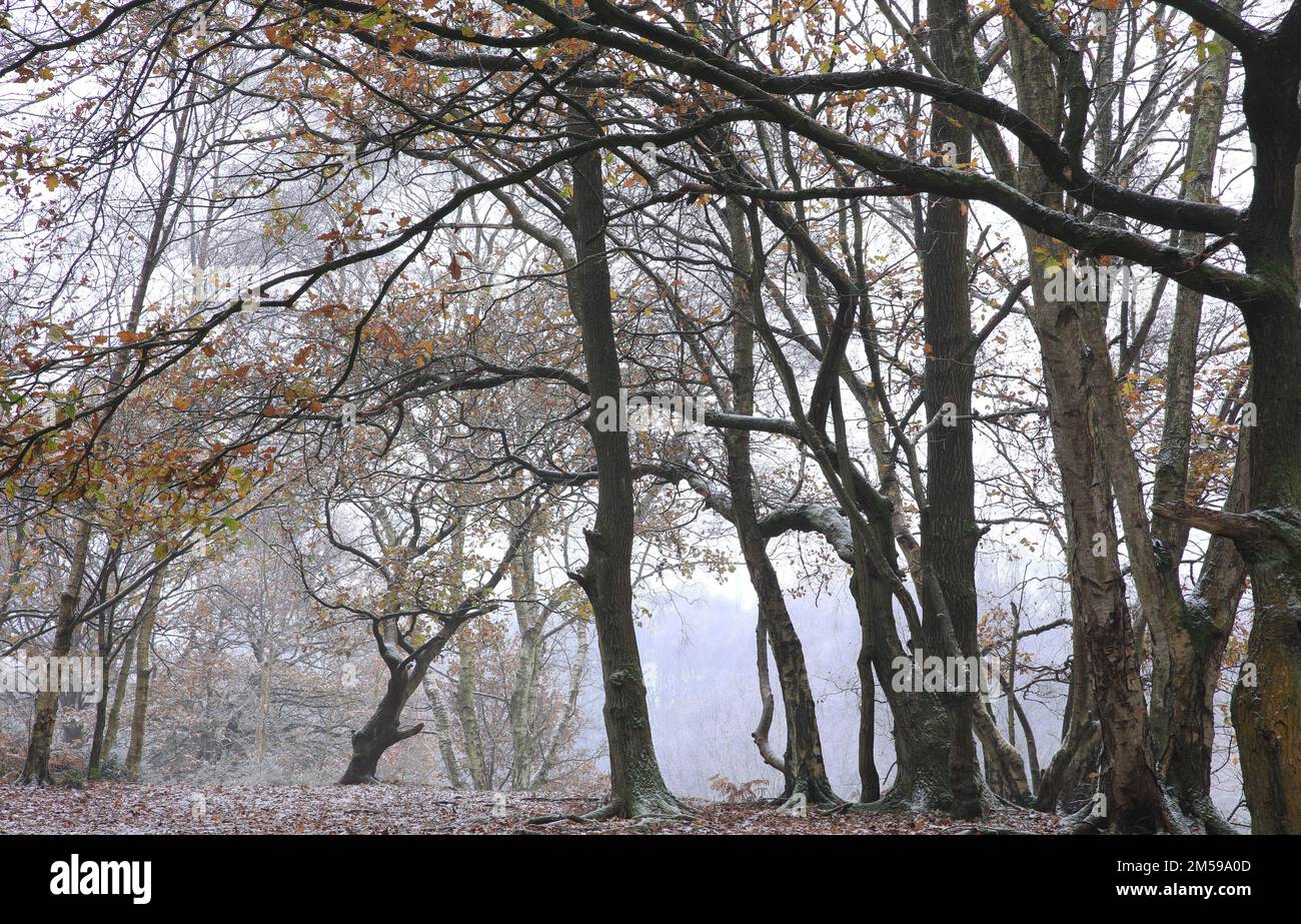 The tall trees in Sutton park in Birmingham, England Stock Photo - Alamy
