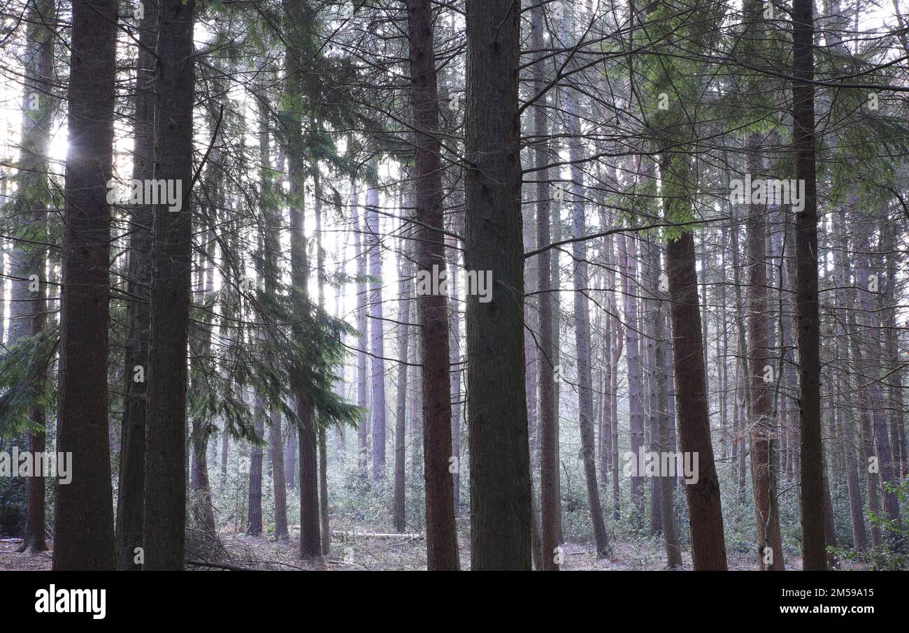 The tall trees in Sutton park in Birmingham, England Stock Photo - Alamy
