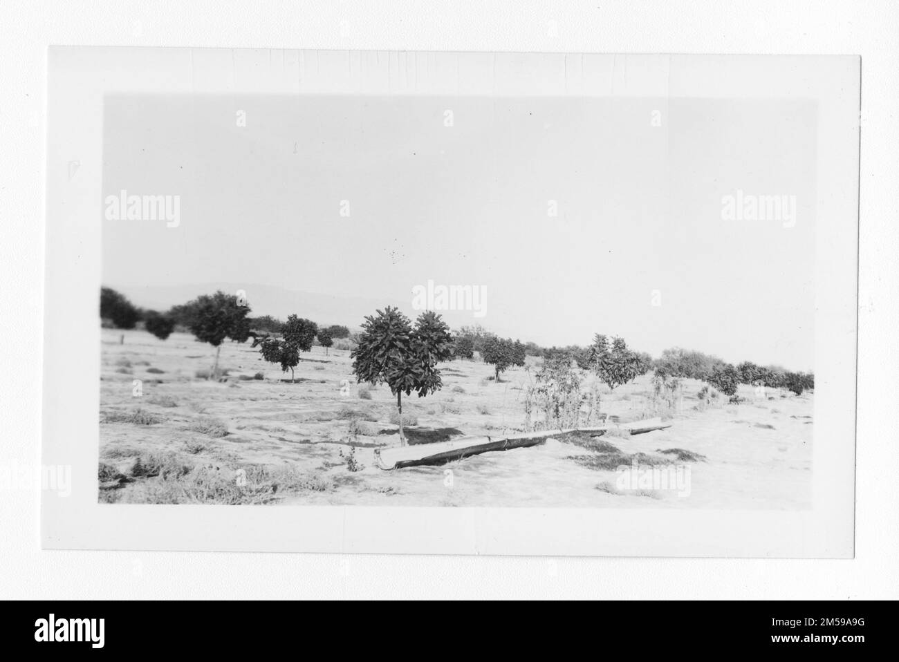 Fig 17 Cut Out Stock Images & Pictures - Alamy