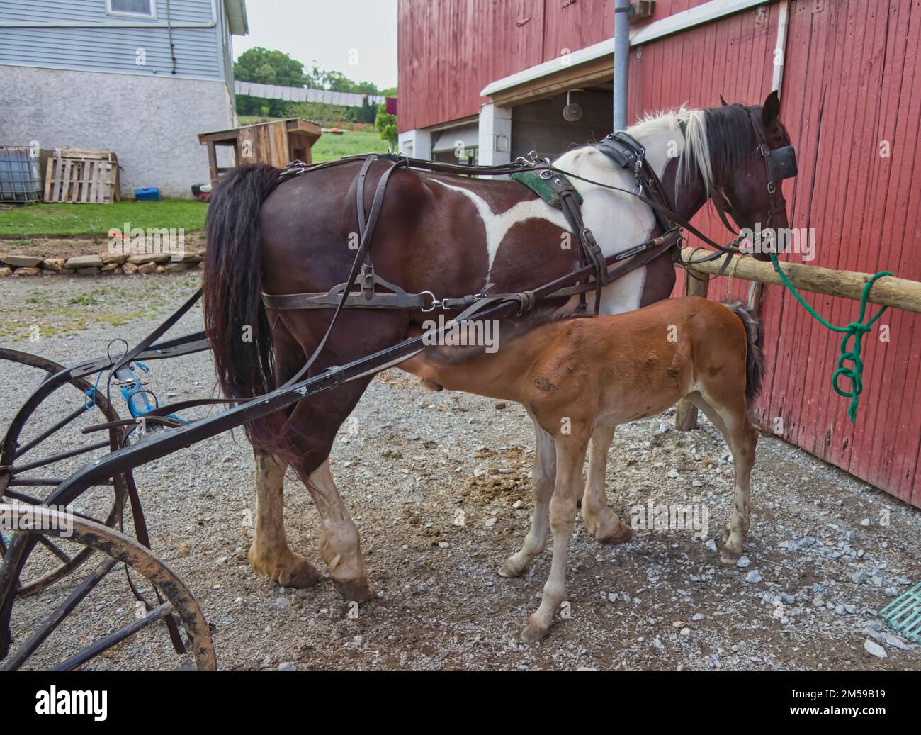 Baby horse nursing. Amish farm Stock Photo - Alamy