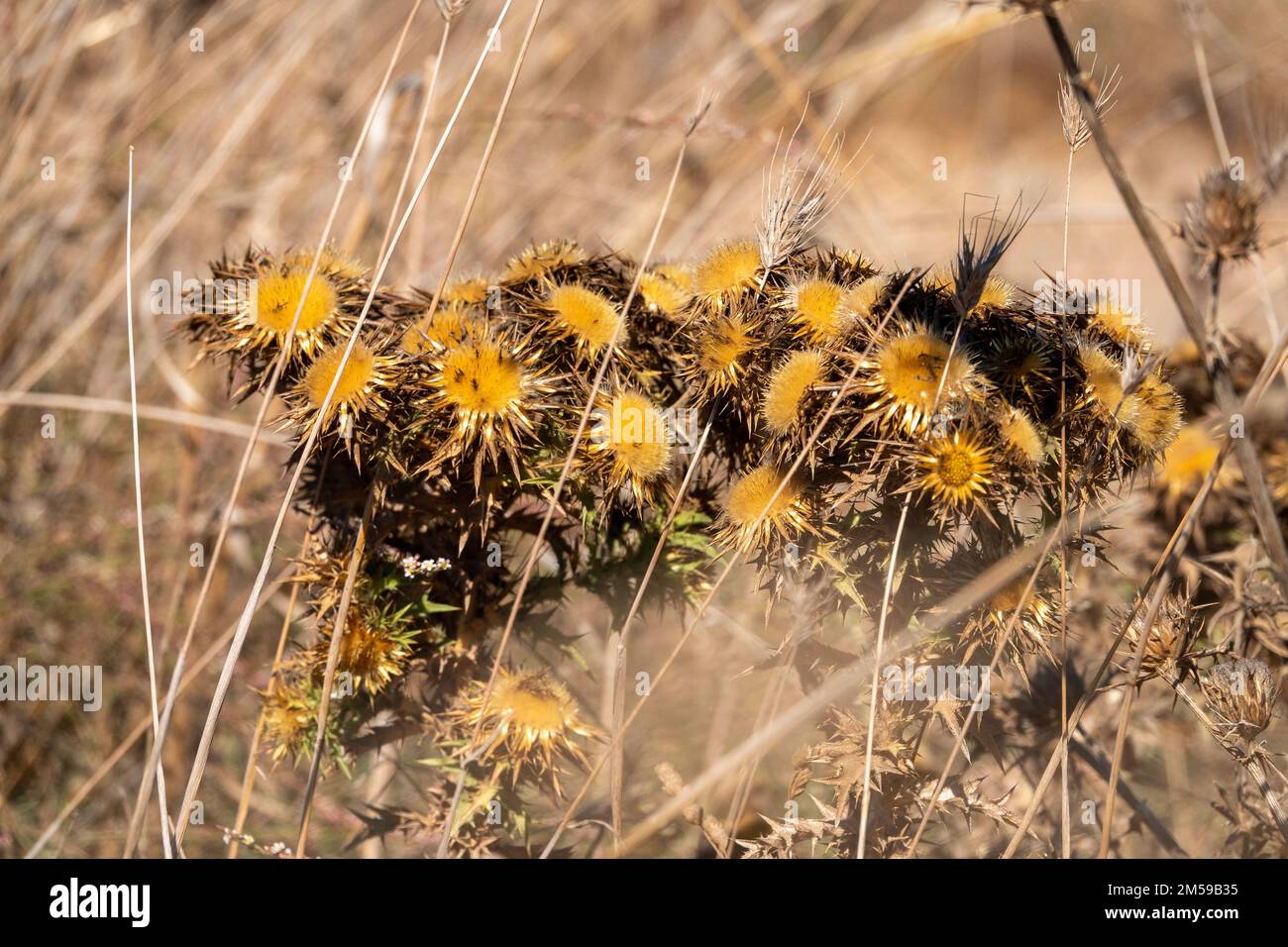 Carline thistle carlina in flower hi-res stock photography and images ...