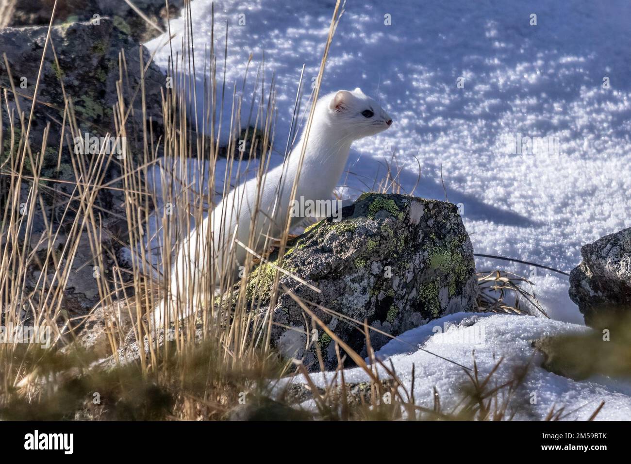 Mustela erminea, Hermelin, Marder, Großes Wiesel, Kurzschwanzwiesel ...