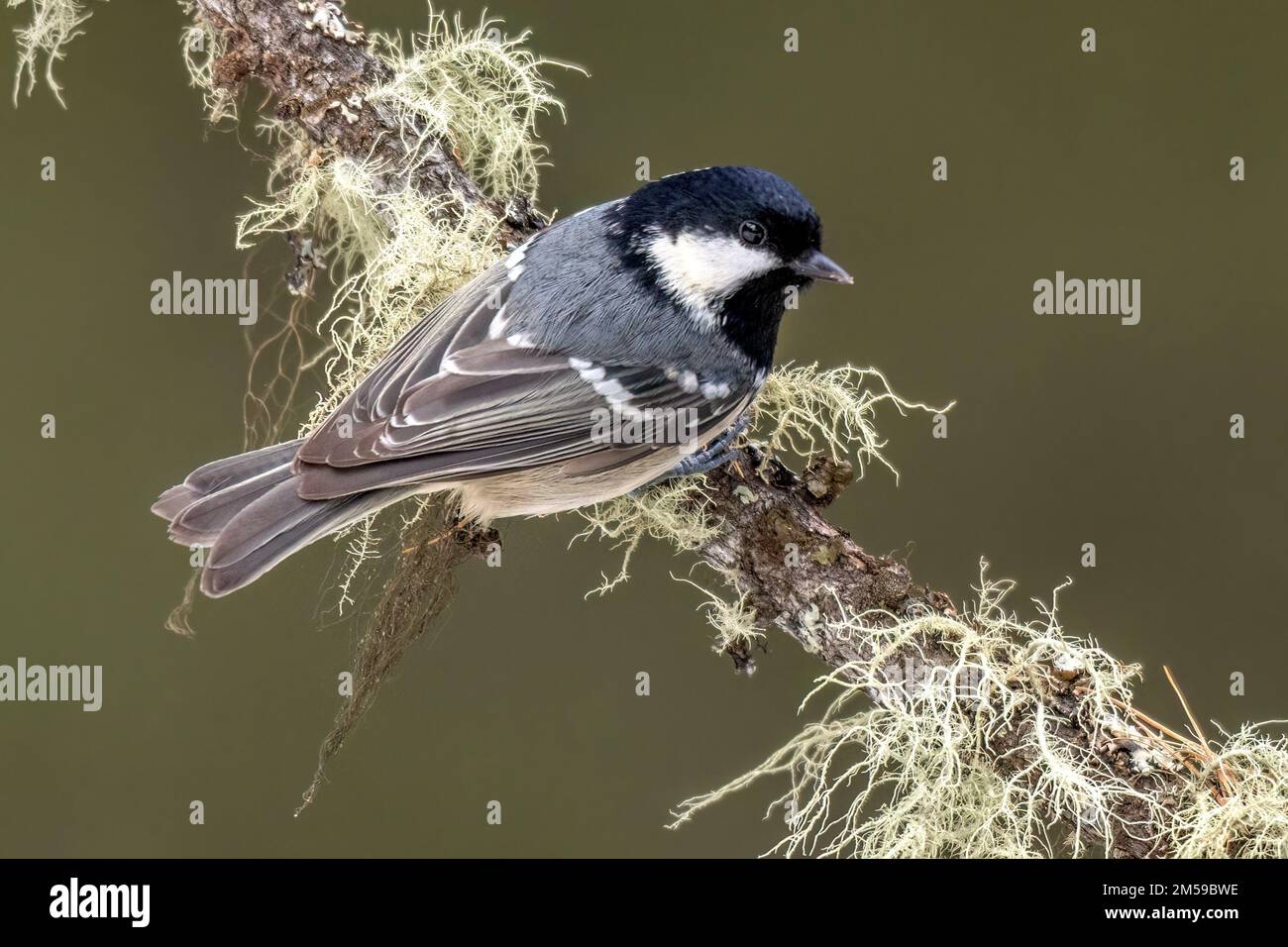 Vogel, Tier, Natur, Schweiz, Tannenmeise, Periparus ater Stock Photo ...