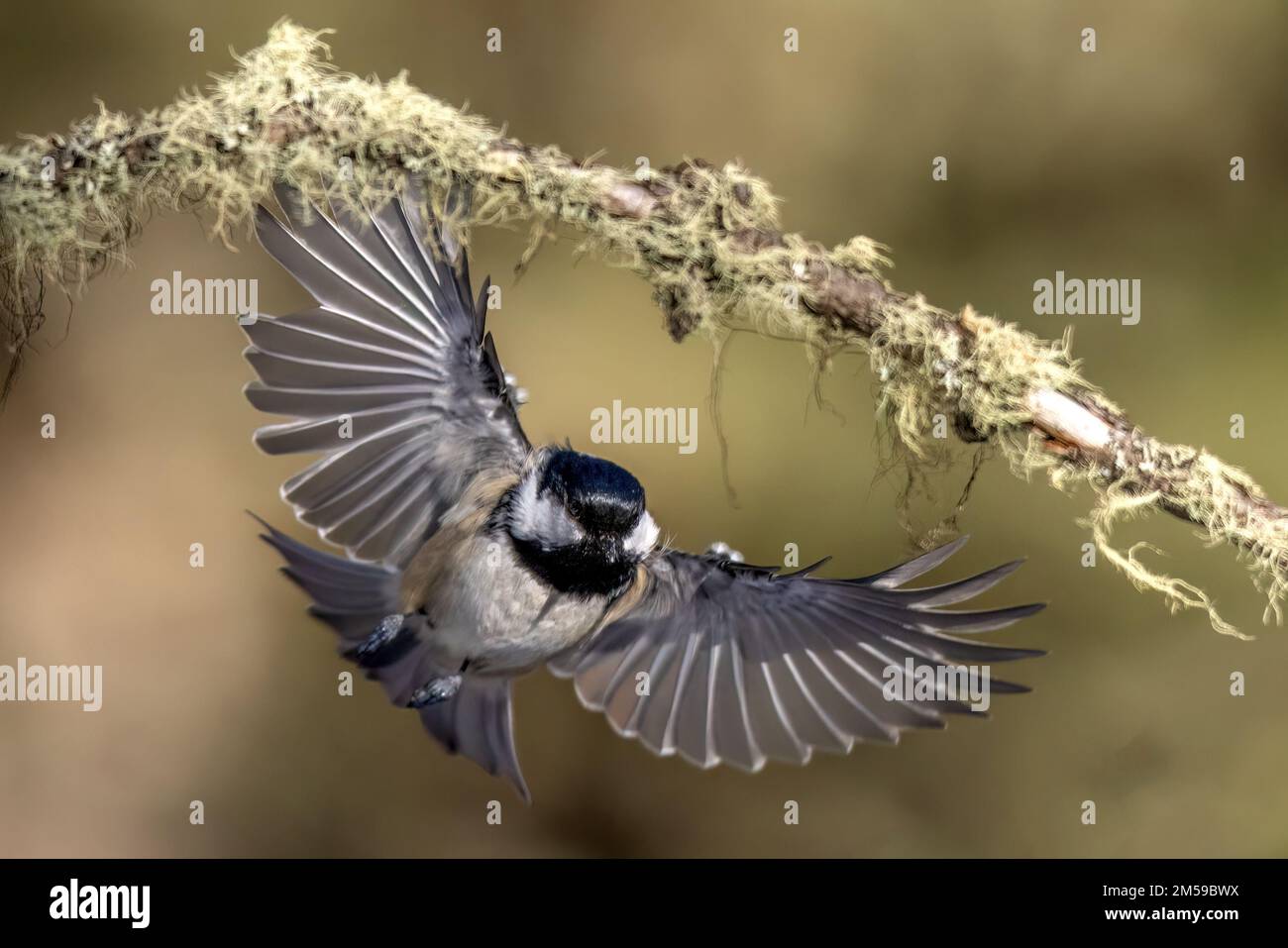 Vogel, Tier, Natur, Schweiz, Tannenmeise, Periparus ater Stock Photo ...
