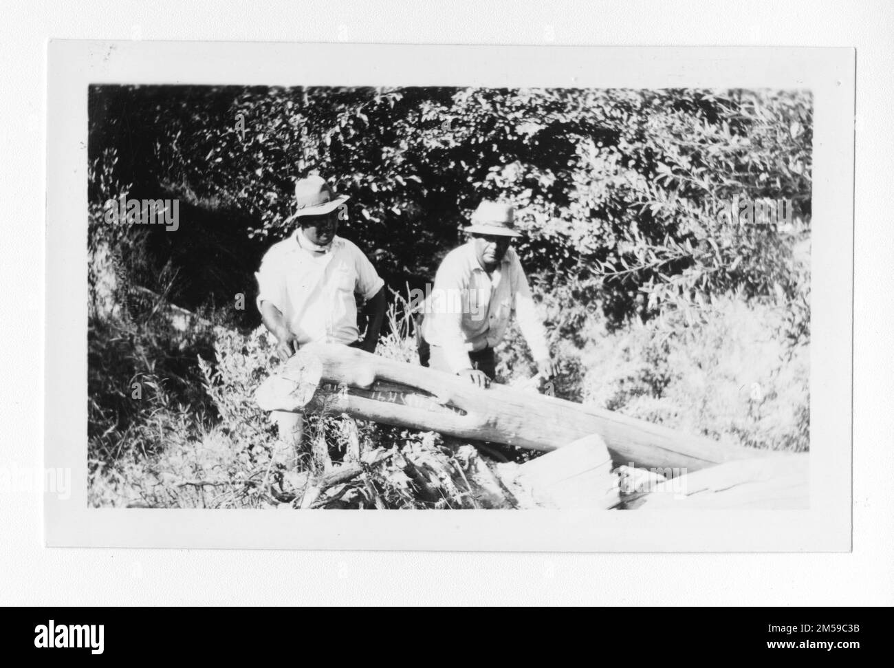 Bearing tree Black and White Stock Photos & Images - Alamy