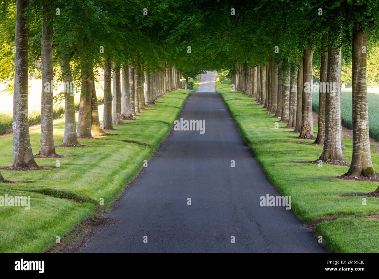 England, Dorset, Wimbourne Minster, Moor Crichel, Avenue of Beech Trees ...
