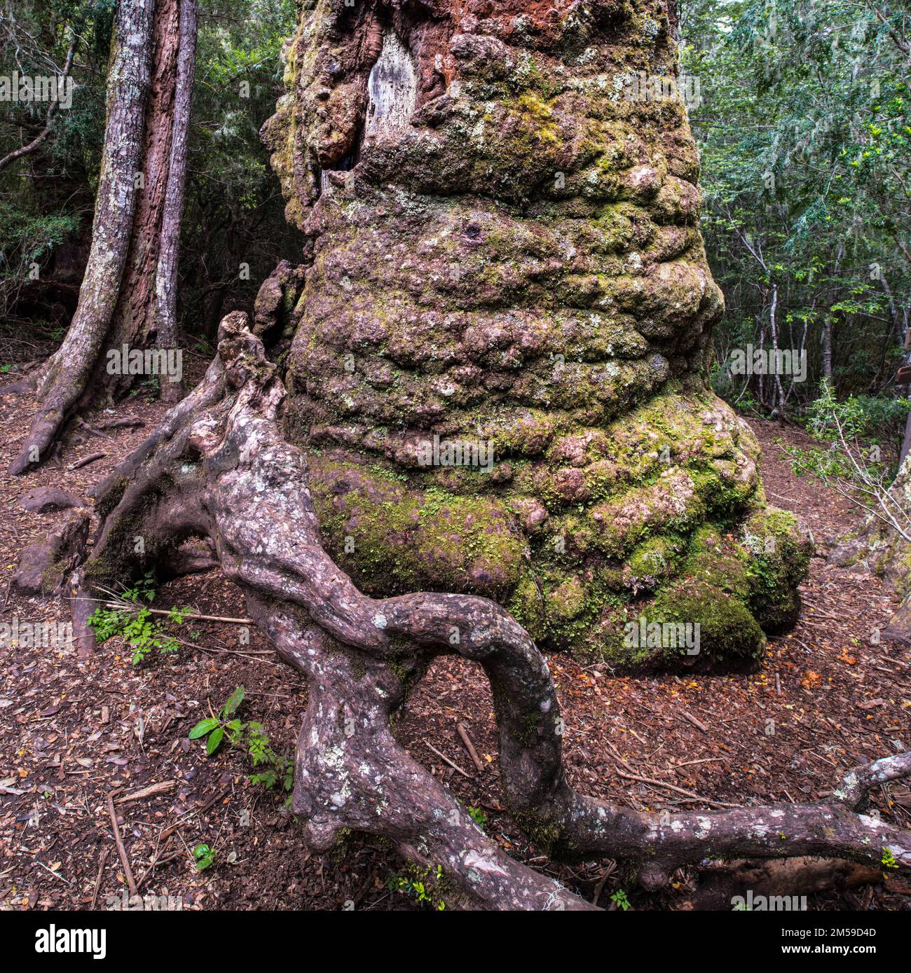 Nahuelbuta national park hi-res stock photography and images - Alamy