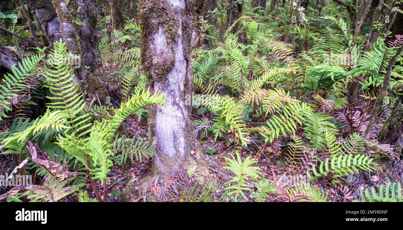 Im Pumalin Nationalpark an der Carretera Austral im Süden von Chile ...