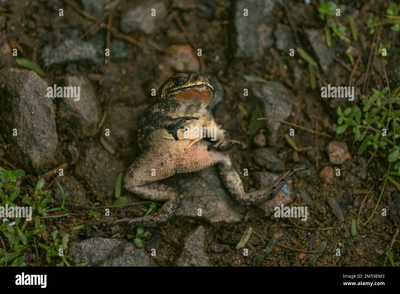 A frog on top of a pile of rocks on its back Stock Photo - Alamy