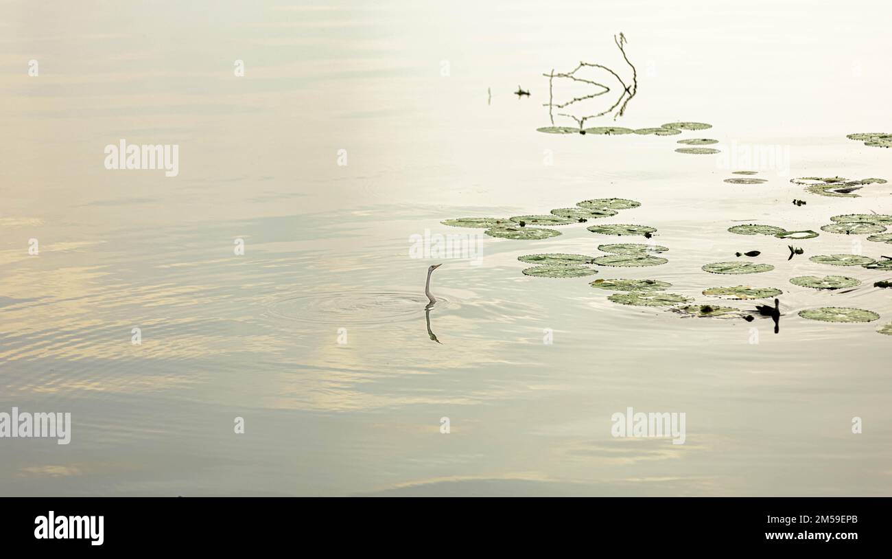 A lake of water lilies in spring Stock Photo - Alamy