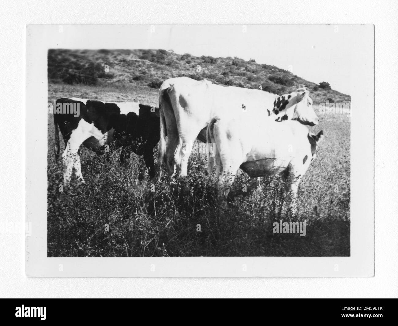 Fera Black and White Stock Photos & Images - Alamy