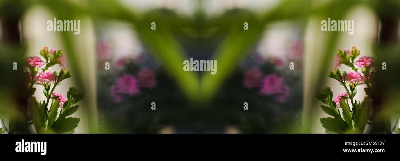 Spring flowers green banner. Kalanchoe plant. Small pink flowers on a ...