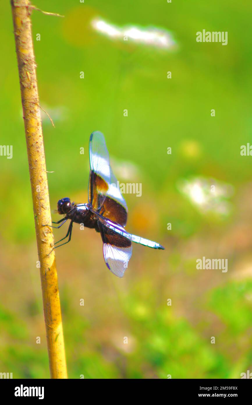 A vertical closeup of a widow skimmer, Libellula luctuosa Stock Photo ...
