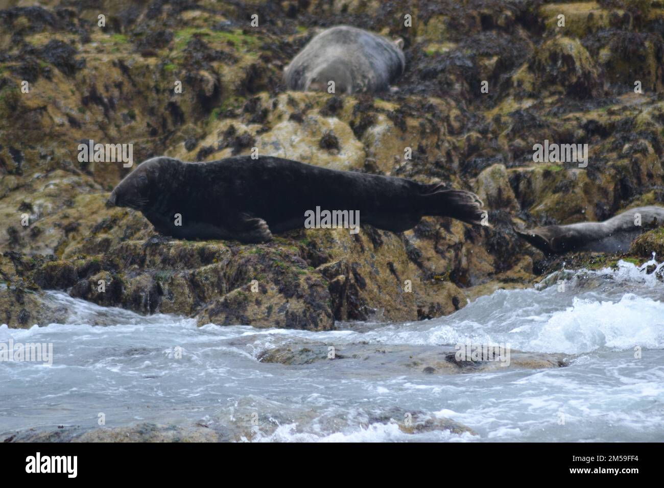 Farne island seals hi-res stock photography and images - Alamy