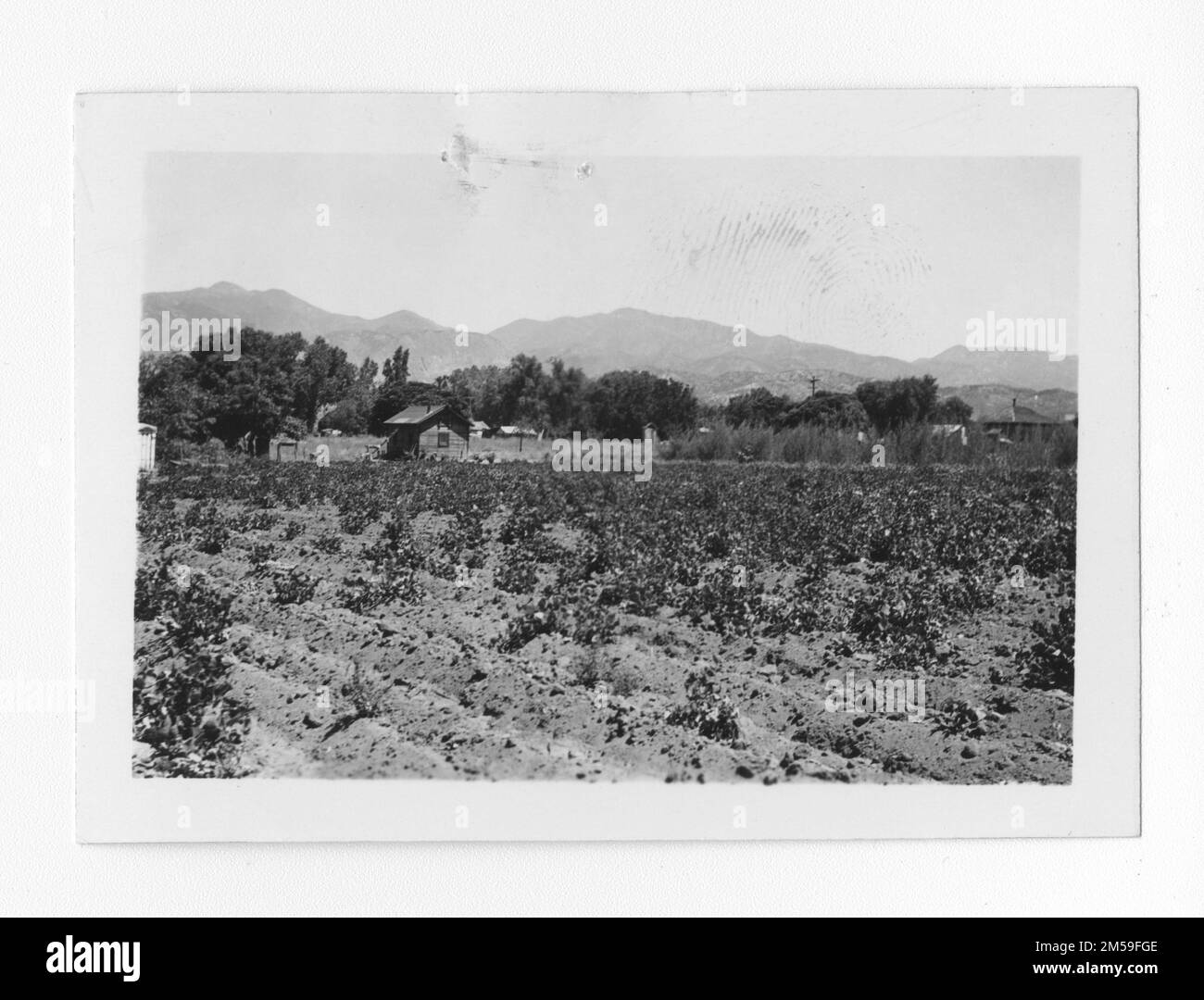 Original caption: "Soboba - Showing the [illegible] growth of squash ...