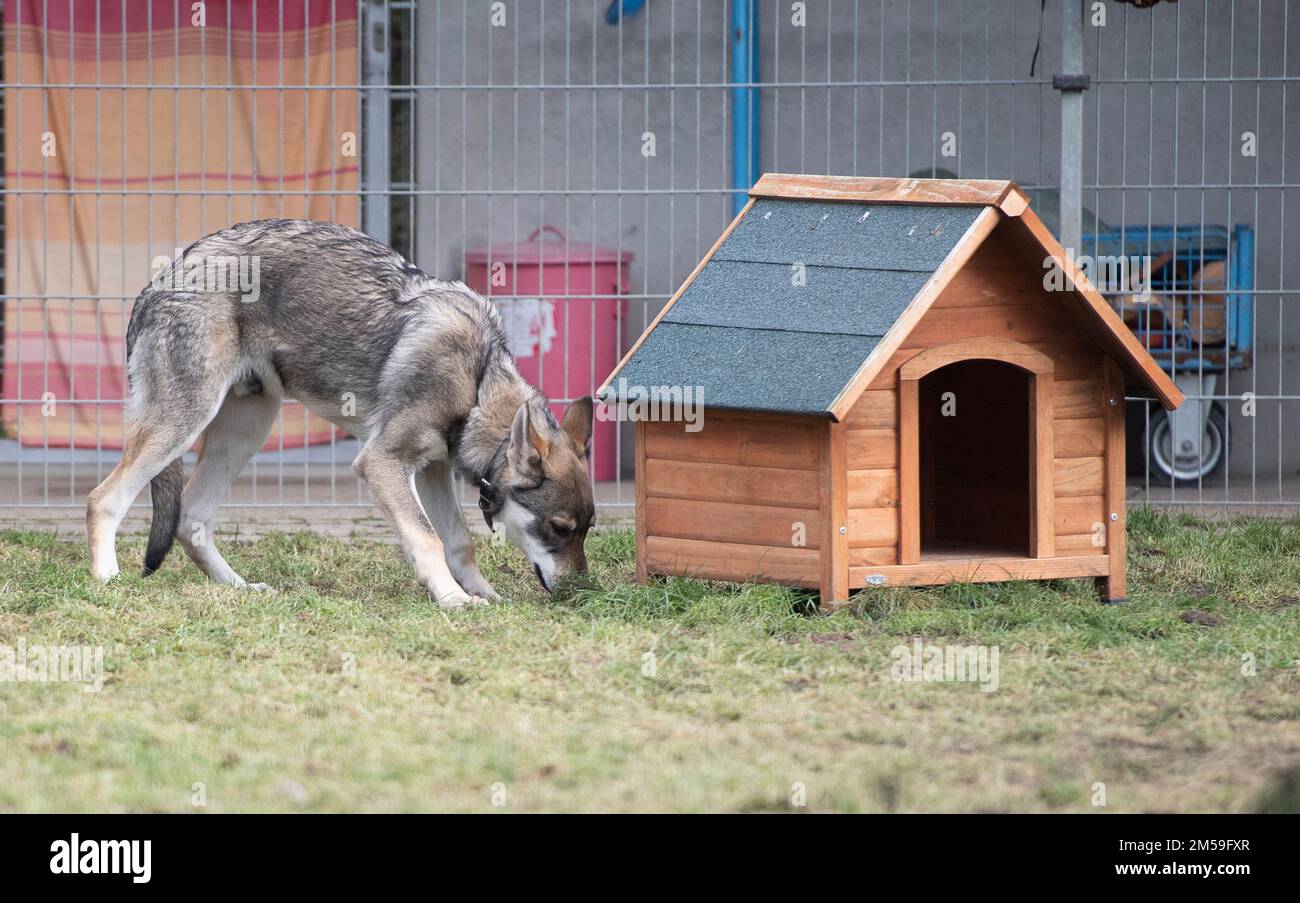 Berlin, Germany. 27th Dec, 2022. Aaron, a Saarloos wolfhound, explores ...