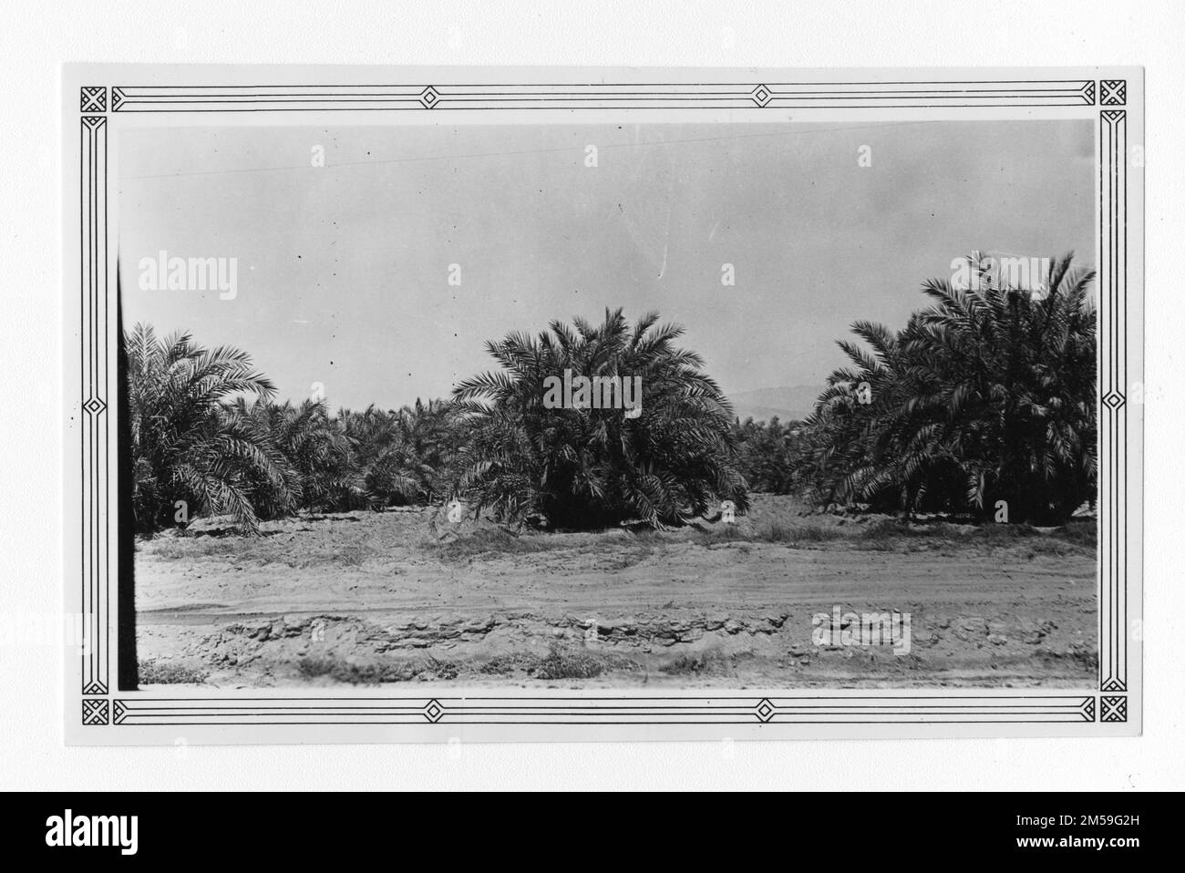 Original caption: "Torres-Martinez - The Agency date garden from which ...