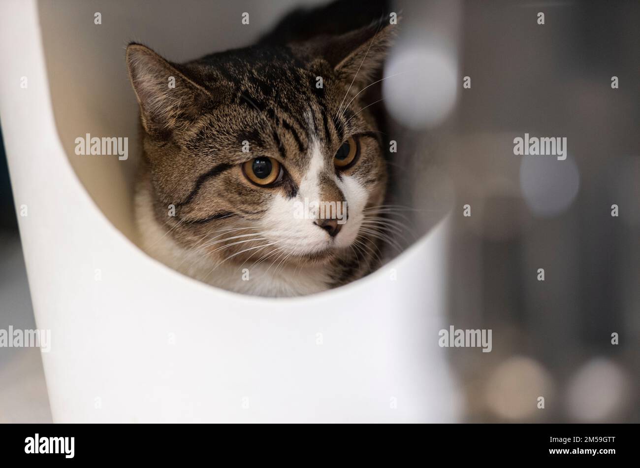 Berlin, Germany. 27th Dec, 2022. A cat sits in a box at the Berlin ...