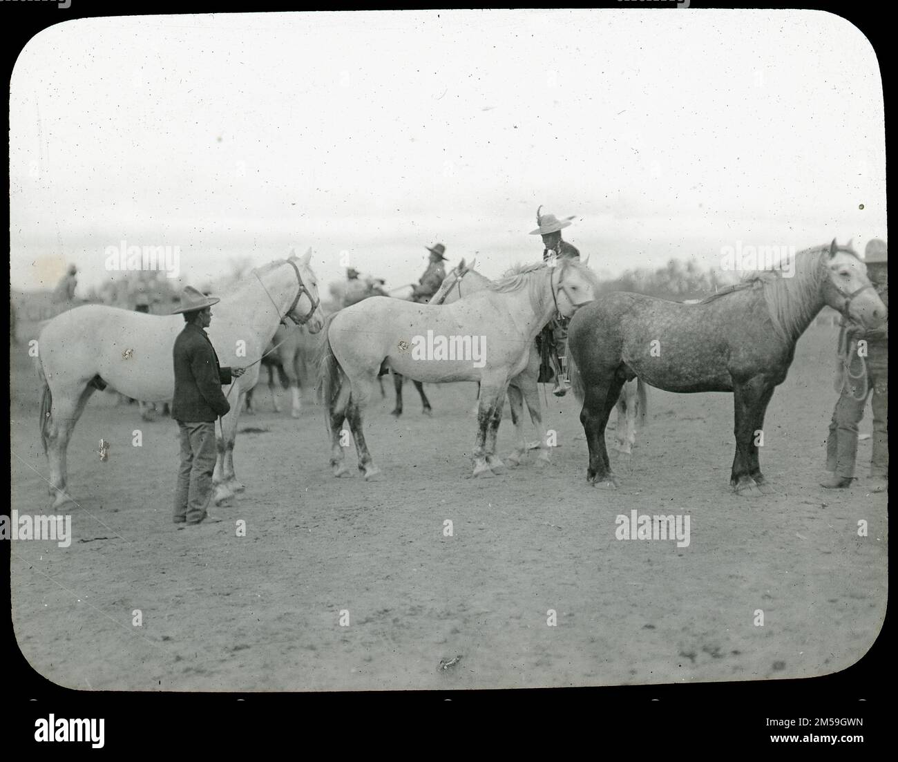 Photograph of Crow Indian Men with Horses. 1914 - 1917. National ...
