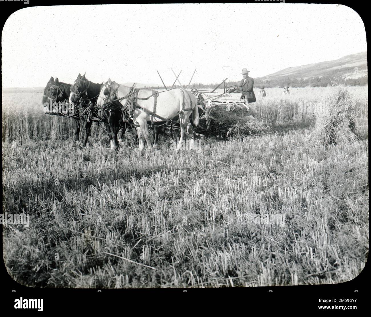 Photograph of a Blackfeet Indian's Farm - Harvesting Field of Oats ...