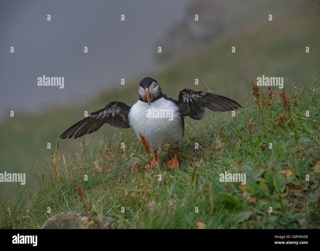Puffin, Sumburgh Head RSPB Reserve, Shetland Stock Photo - Alamy