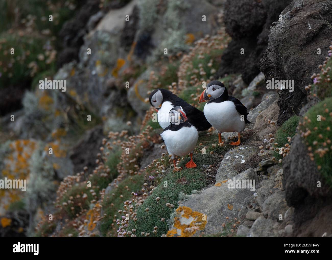 Puffin (Fratercula arctica), Sumburgh Head RSPB Reserve, Shetland Stock ...