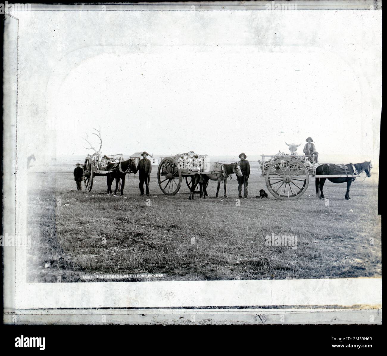 Photograph of Red River Half-Breed Buffalo Bone Picker Carts. 1914 ...