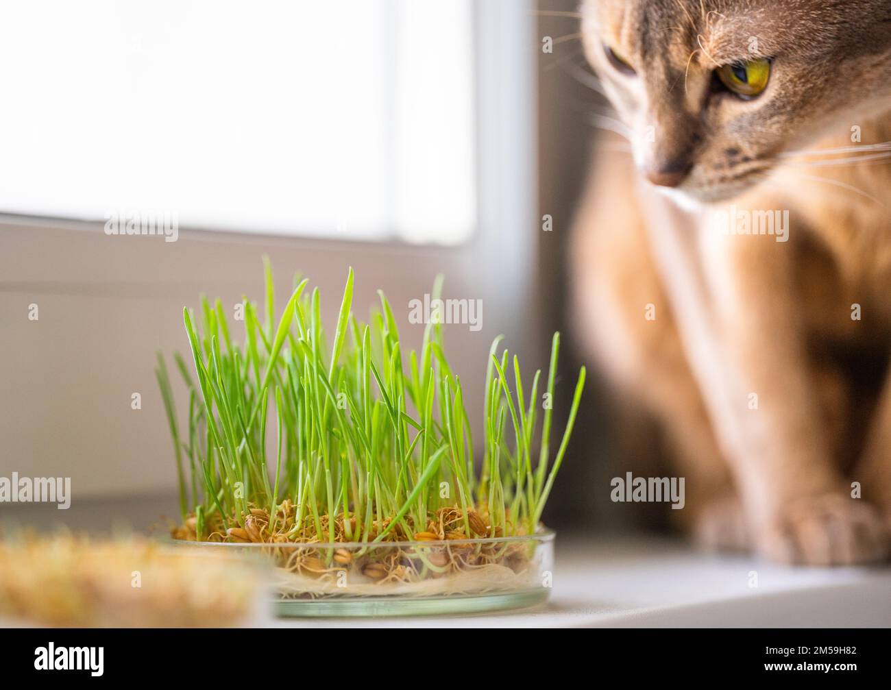 Abyssinian cat sniffs something on the windowsill next to grass for the ...