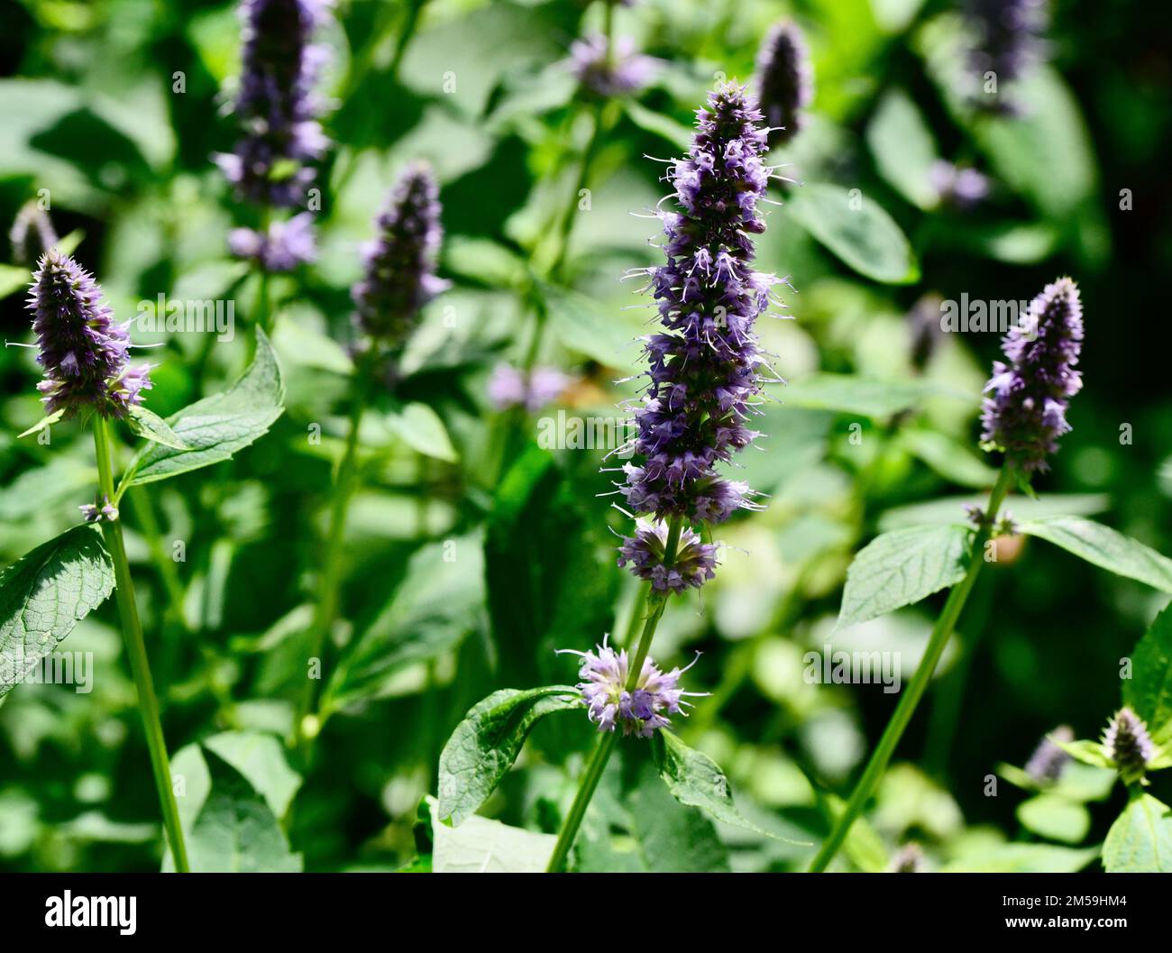 Fortune flower hi-res stock photography and images - Alamy