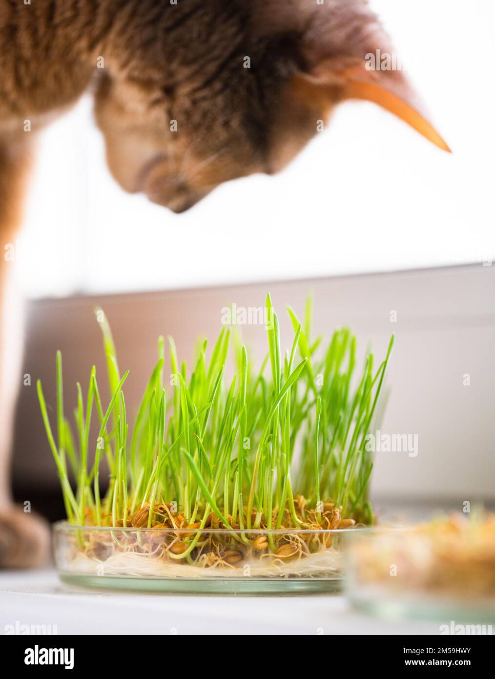 The Abyssinian blue and beige cat eats grass for the stomach health of ...