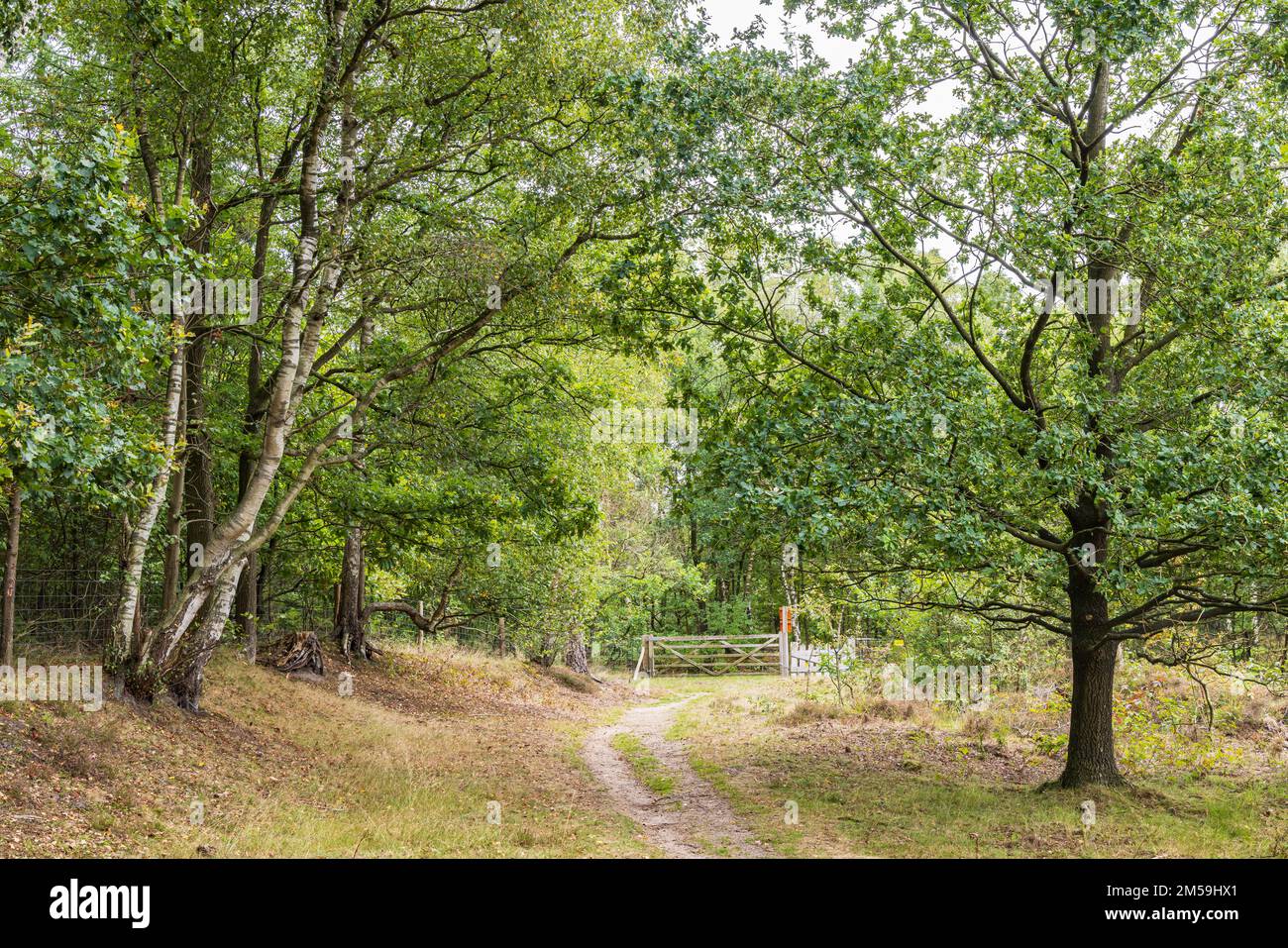 Heather field with larch trees in Gasselte in municipality Aa en Hunze ...