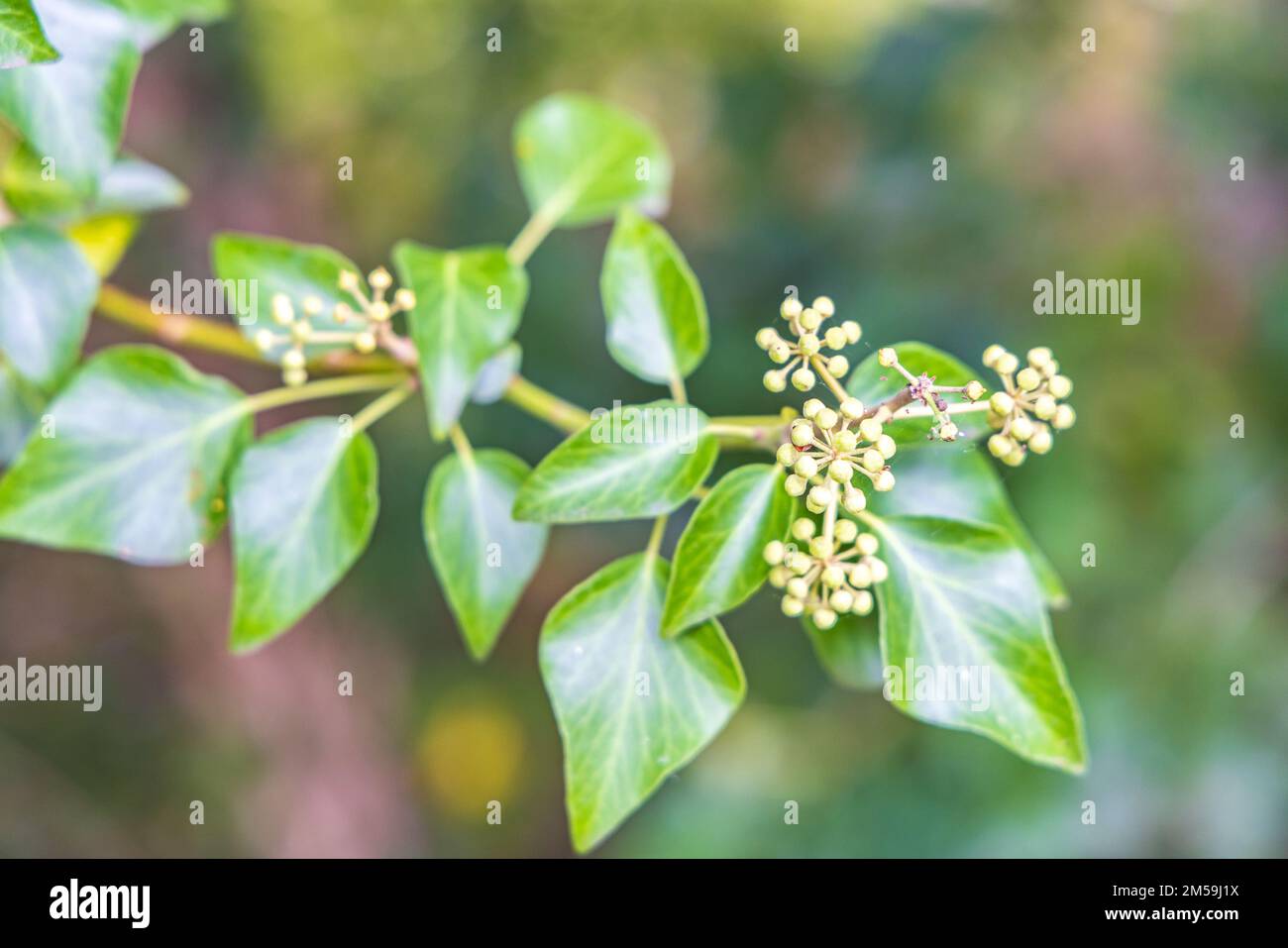 Closeup of common ivy plant flower Stock Photo - Alamy