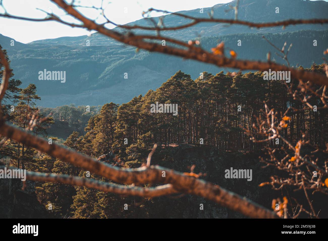 The tree branch with the Scotland highland forest background Stock ...