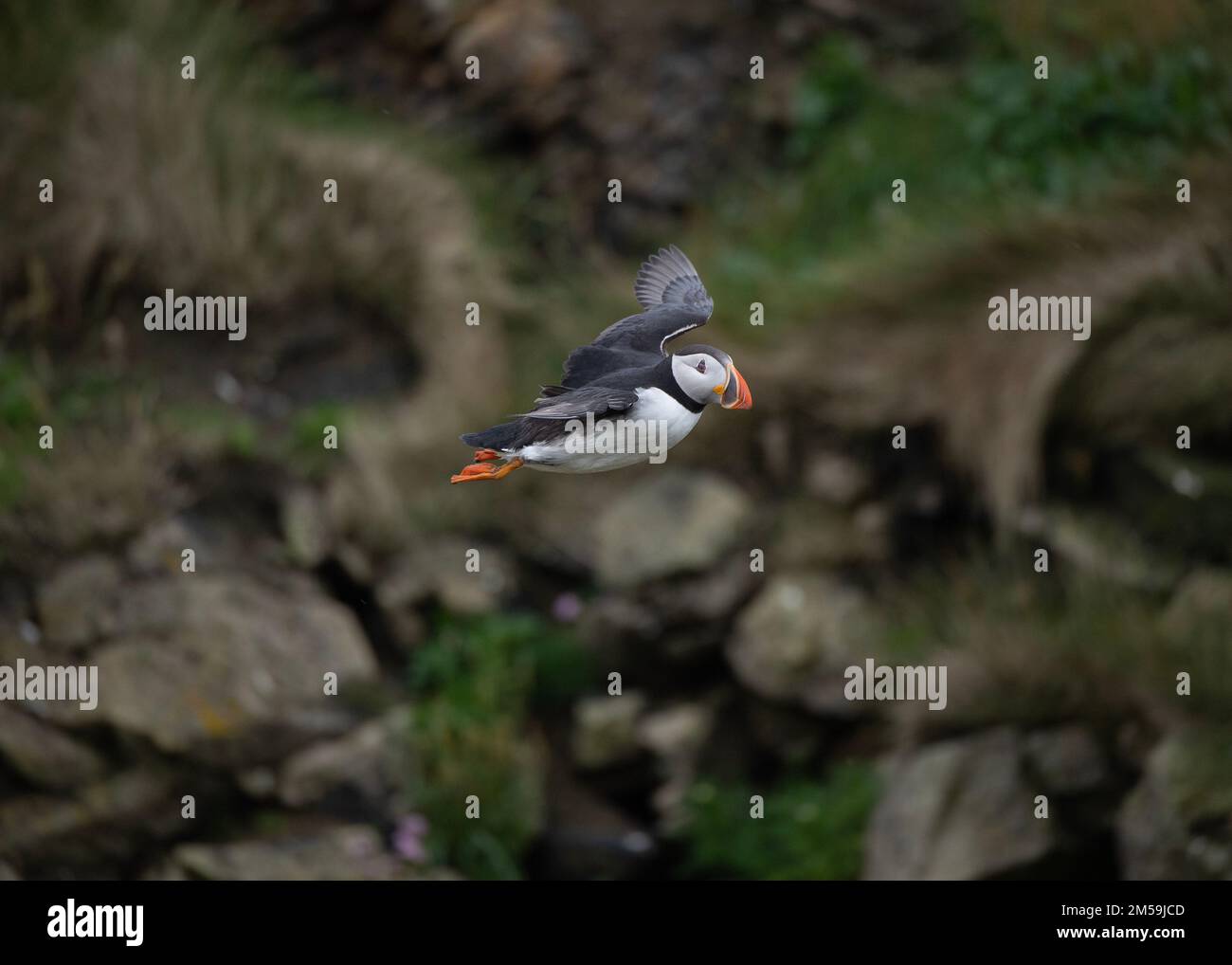 Puffin (Fratercula arctica), in flight, Sumburgh Head RSPB Reserve ...