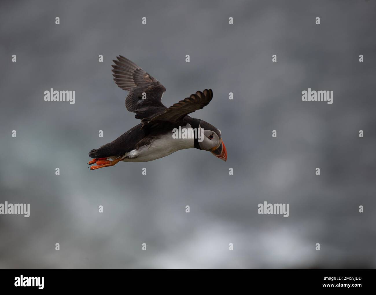 Puffin (Fratercula arctica), in flight, Sumburgh Head RSPB Reserve ...