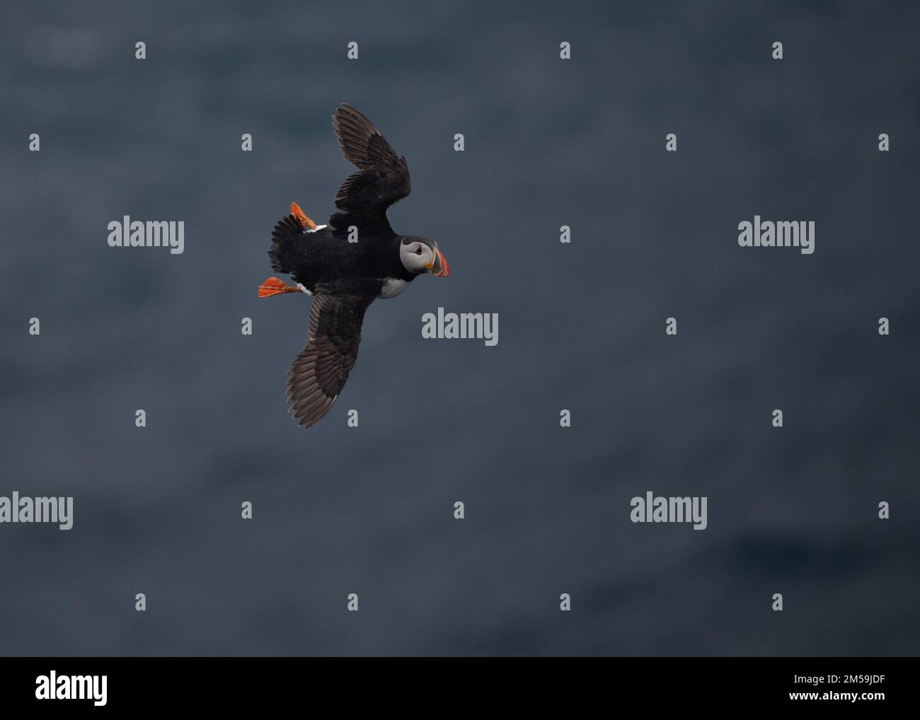 Puffin in flight, Sumburgh Head, Shetland Stock Photo - Alamy