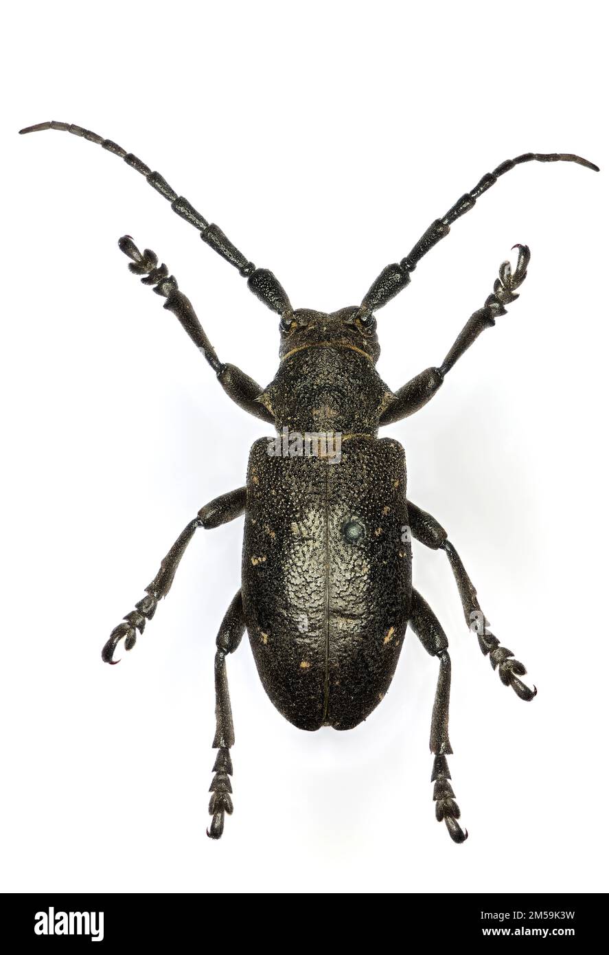 Weaver beetle (Lamia textor) is a Eurasian species of longhorn beetle ...