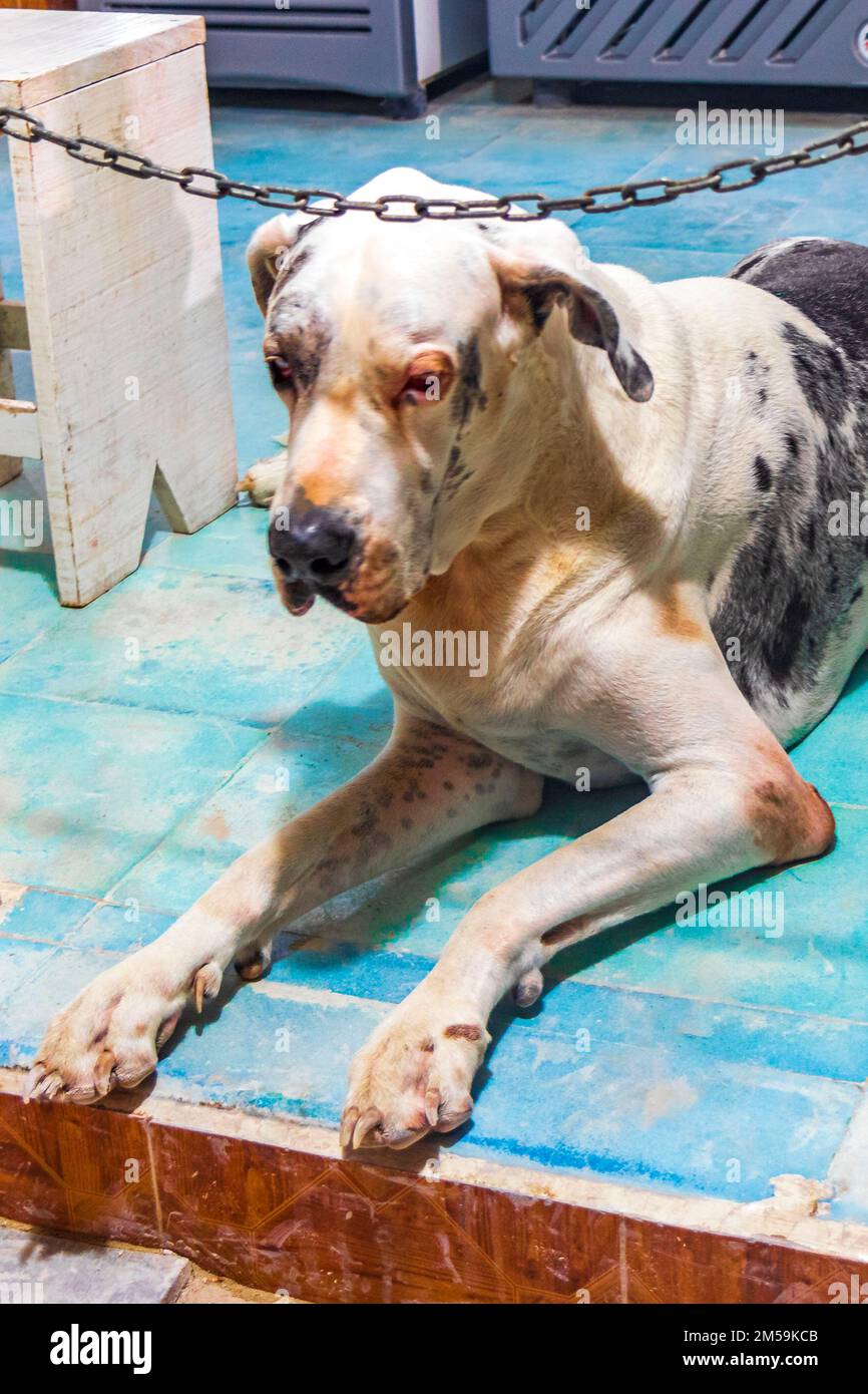 Huge dog lying in the store on Isla Holbox island in Quintana Roo ...