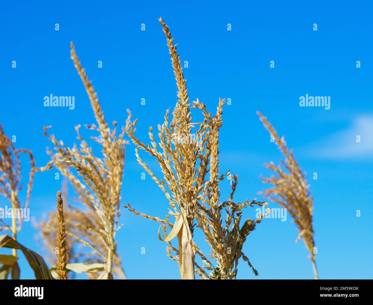 Dry corn stalks against blue sky on clear summer day. Agricultural ...