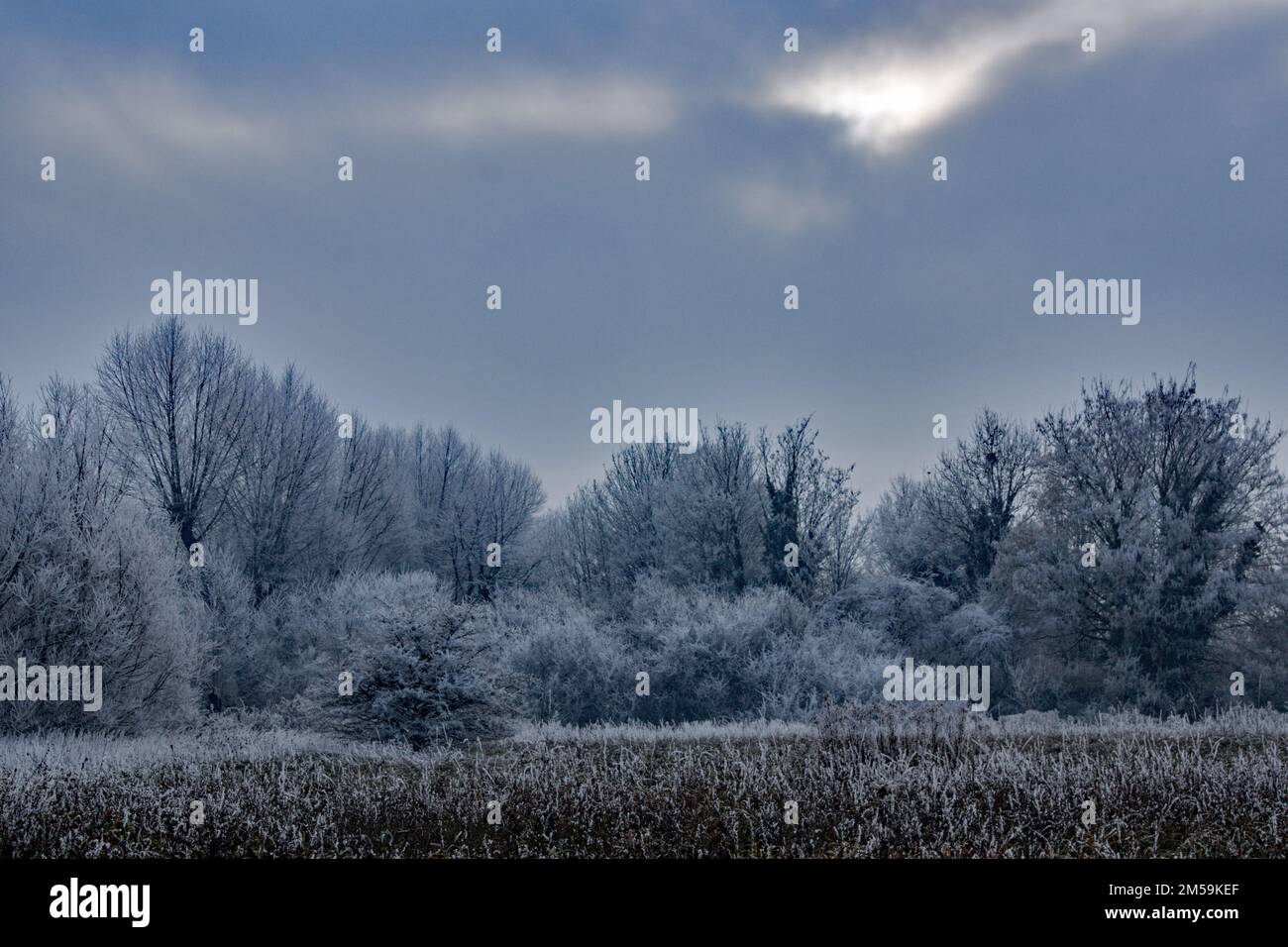 A view of a Hertfordshire wood on a very cold and frosty morning after ...