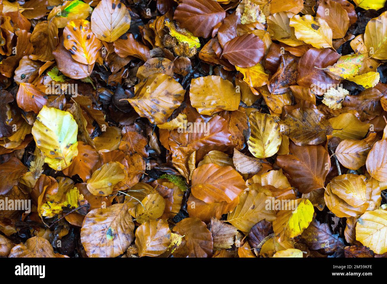 Leaves in a park browning as the die and decay in the autumn Stock ...