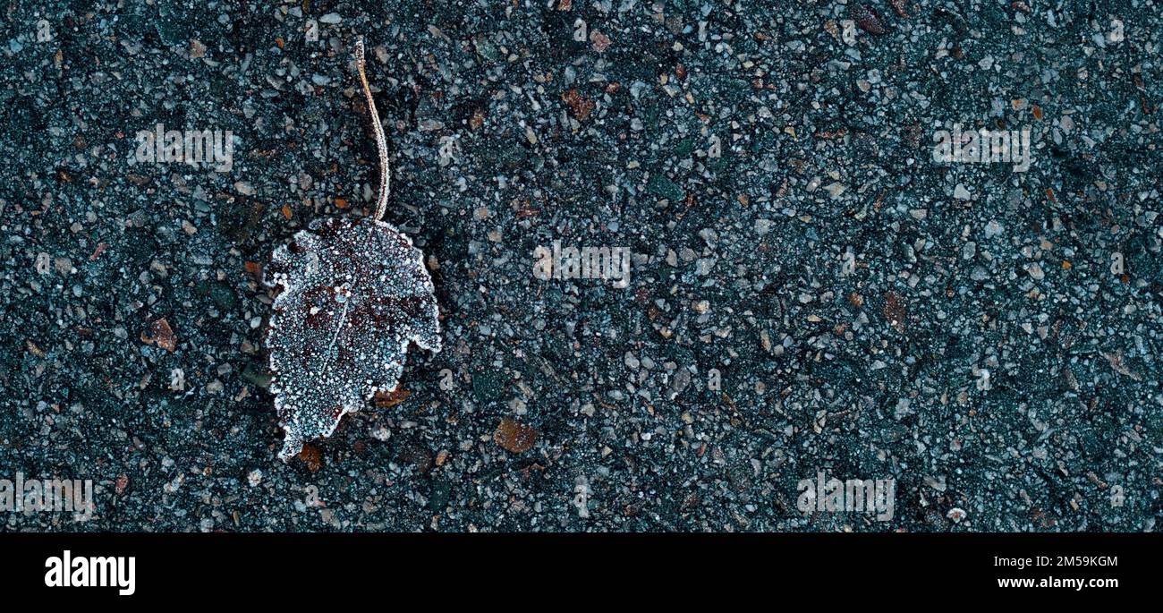 Frozen leaf of wood in frost lies on asphalt. Minimalism. Background ...