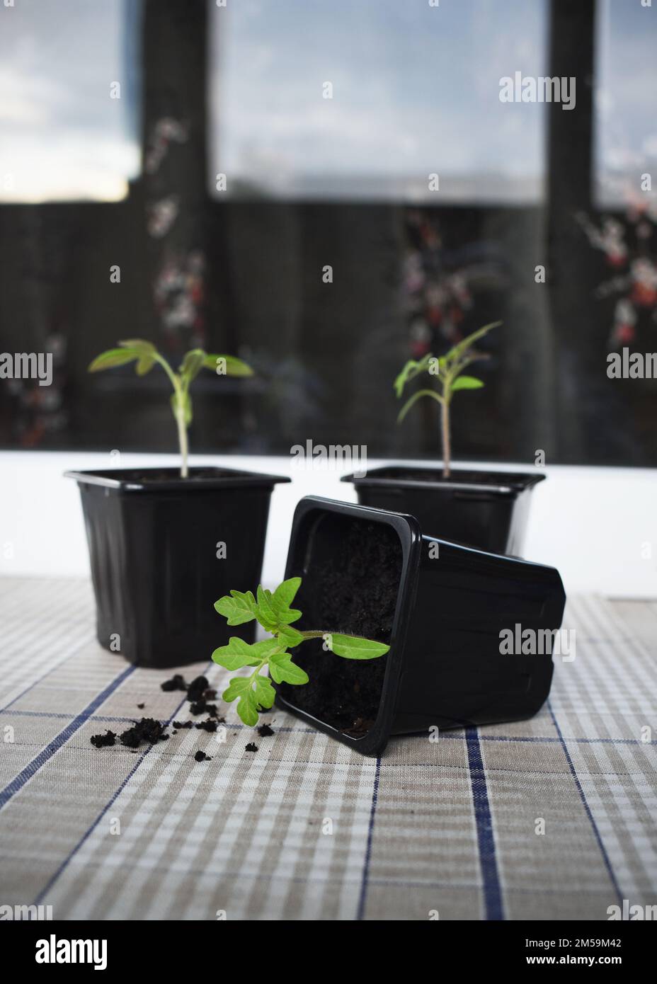 seeding plants in the pots on the window in spring Stock Photo - Alamy