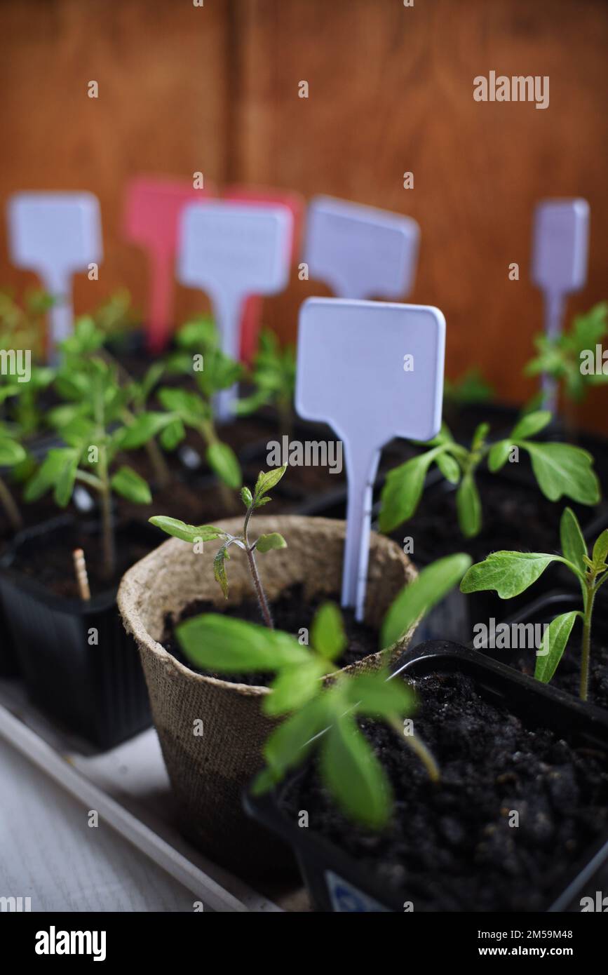 seeding plants in the pots on the window in spring Stock Photo - Alamy